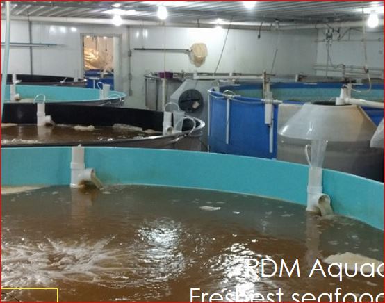 Raising Shrimp at an Indiana indoor shrimp farm - Seafood Quest ...